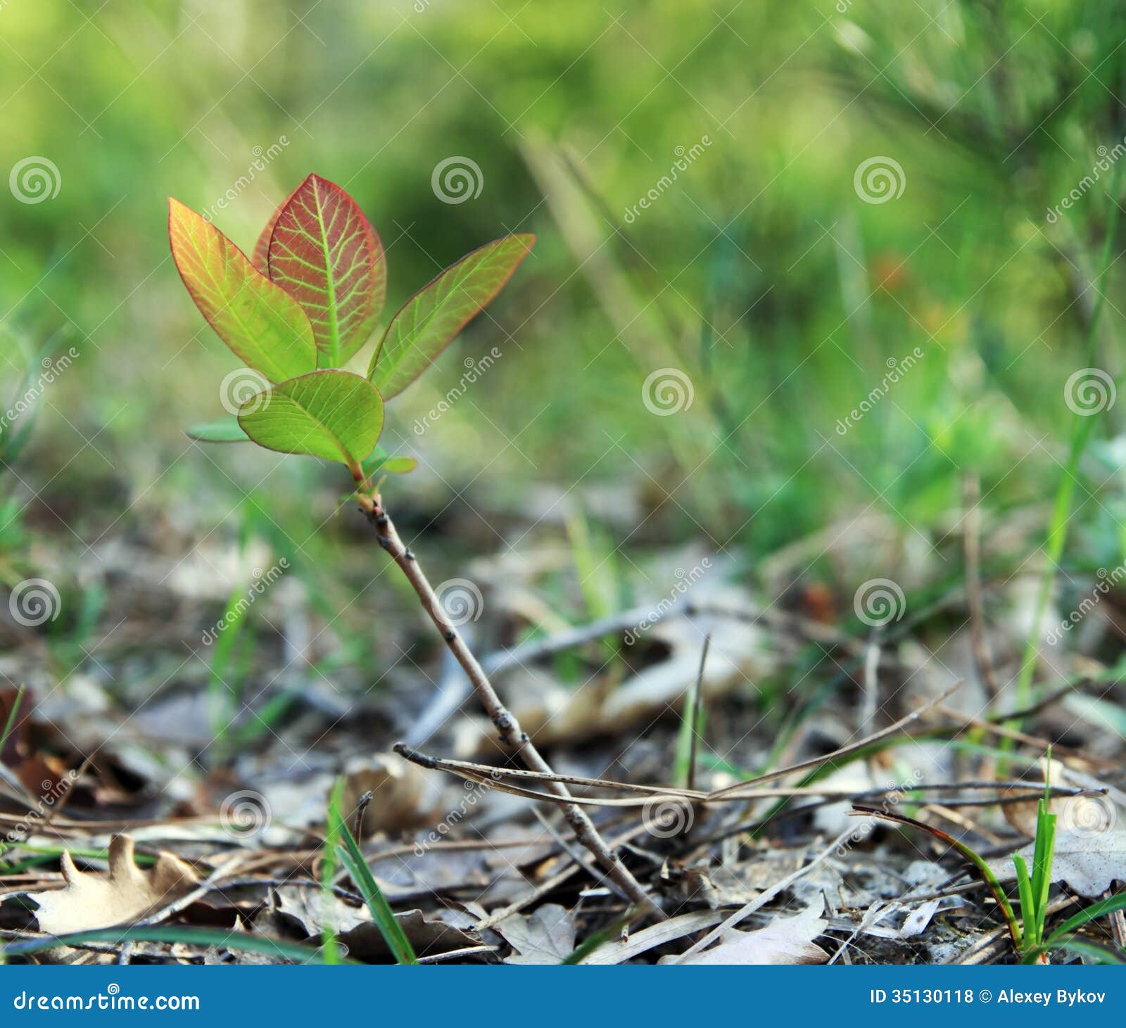 Spring plant stock photo. Image of green, park, nature - 35130118