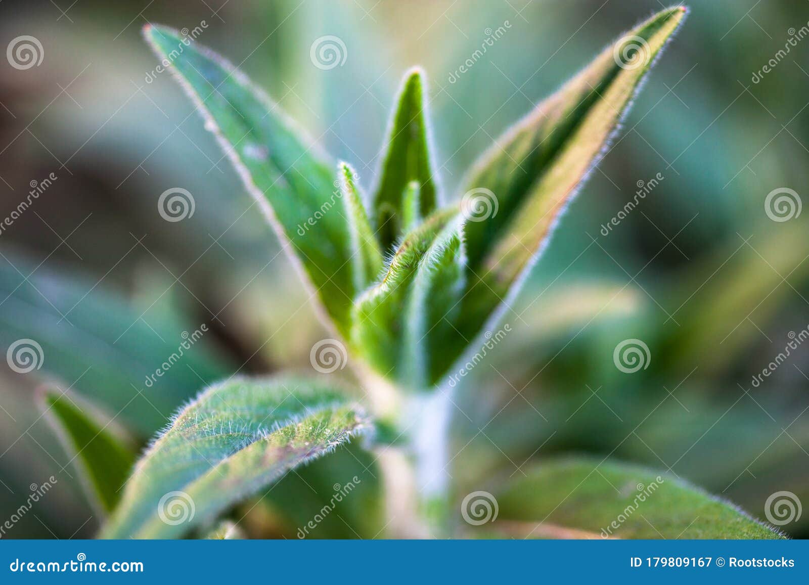 Spring plant opening stock image. Image of hair, lawn - 179809167