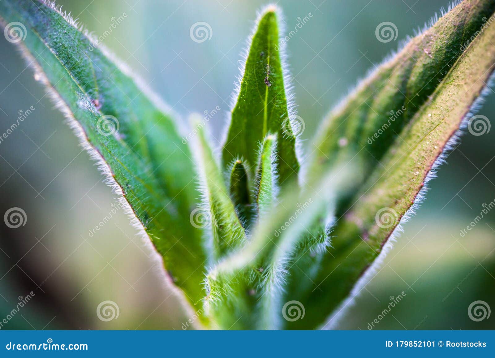 Spring plant opening stock image. Image of explosive - 179852101