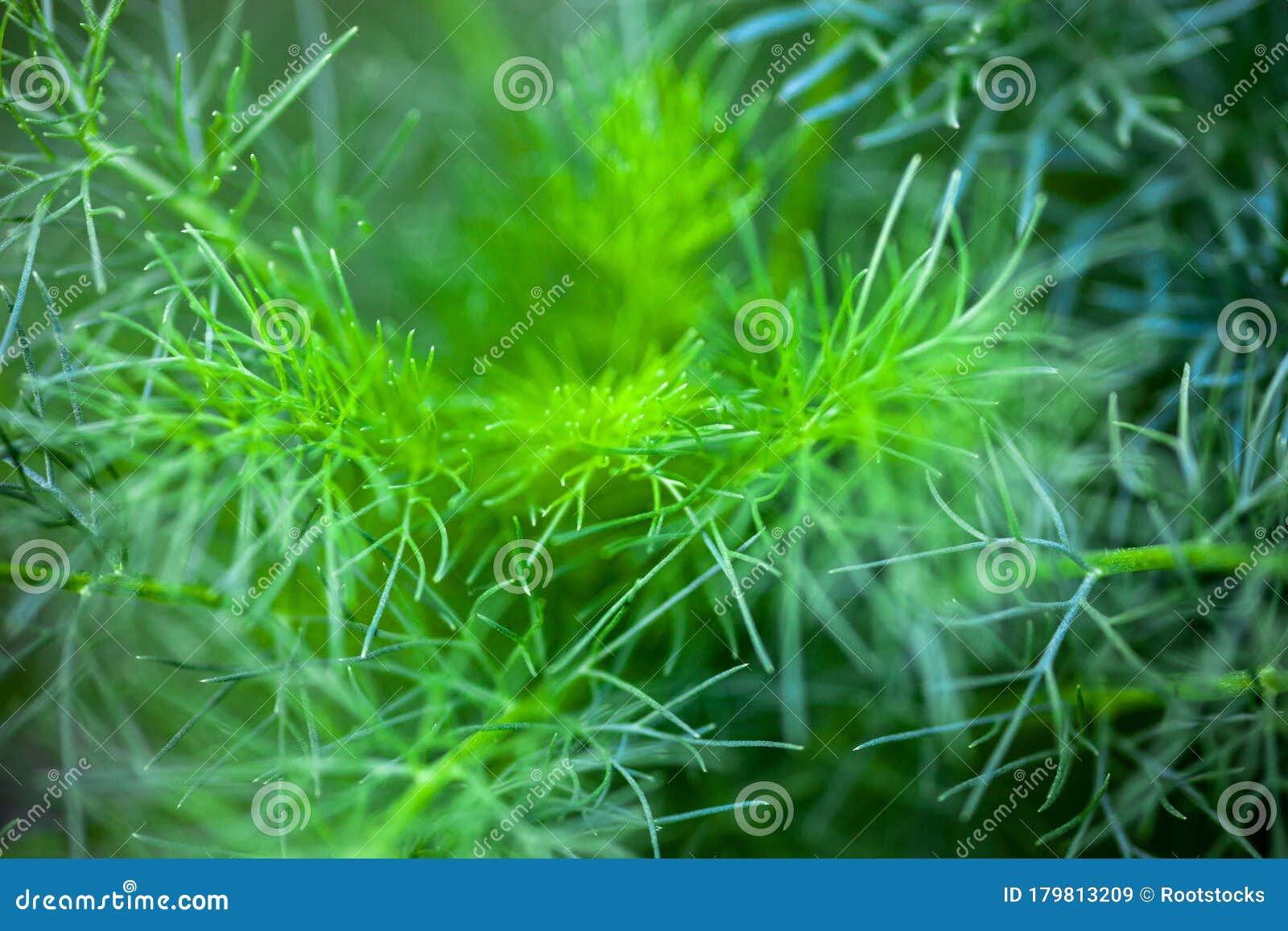 Spring plant opening stock image. Image of flowerbed - 179813209