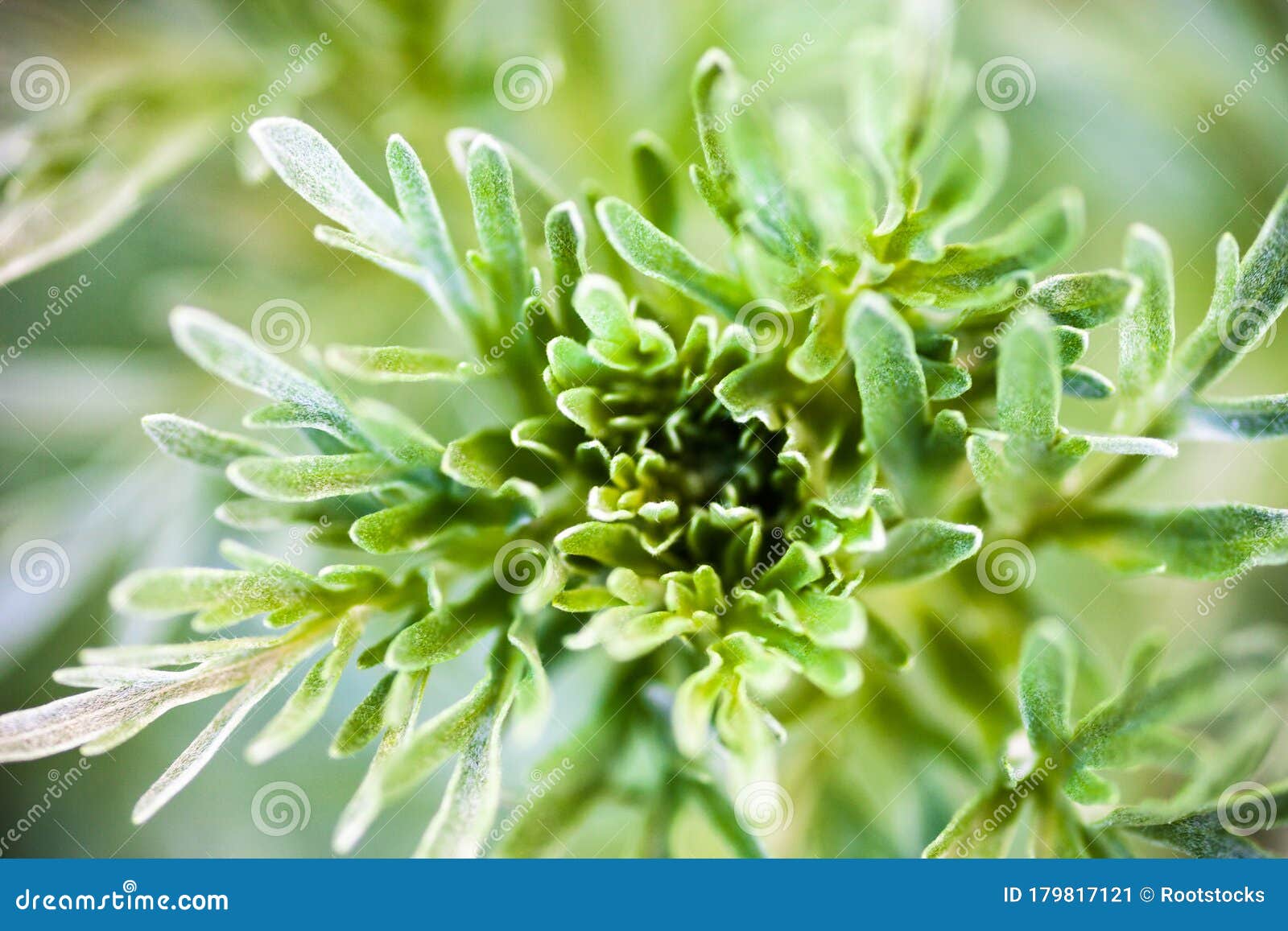 Spring plant opening stock image. Image of grassland - 179817121
