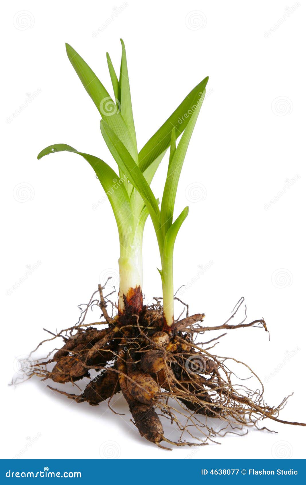 Spring Plant with Root stock image. Image of sprout, young - 4638077