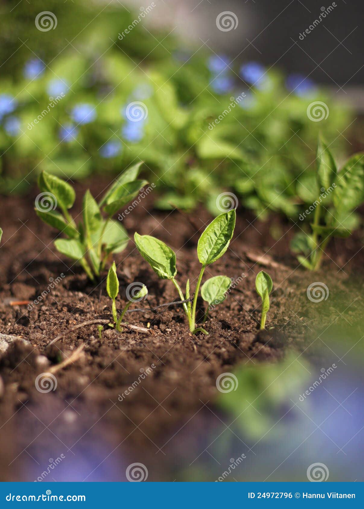 Spring plant seedlings stock photo. Image of spring, dirt - 24972796