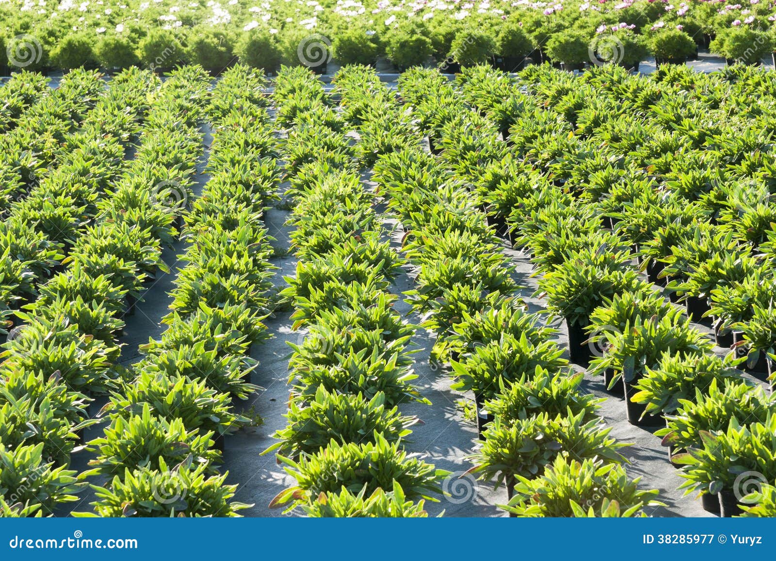 Spring plantation stock image. Image of green, small - 38285977