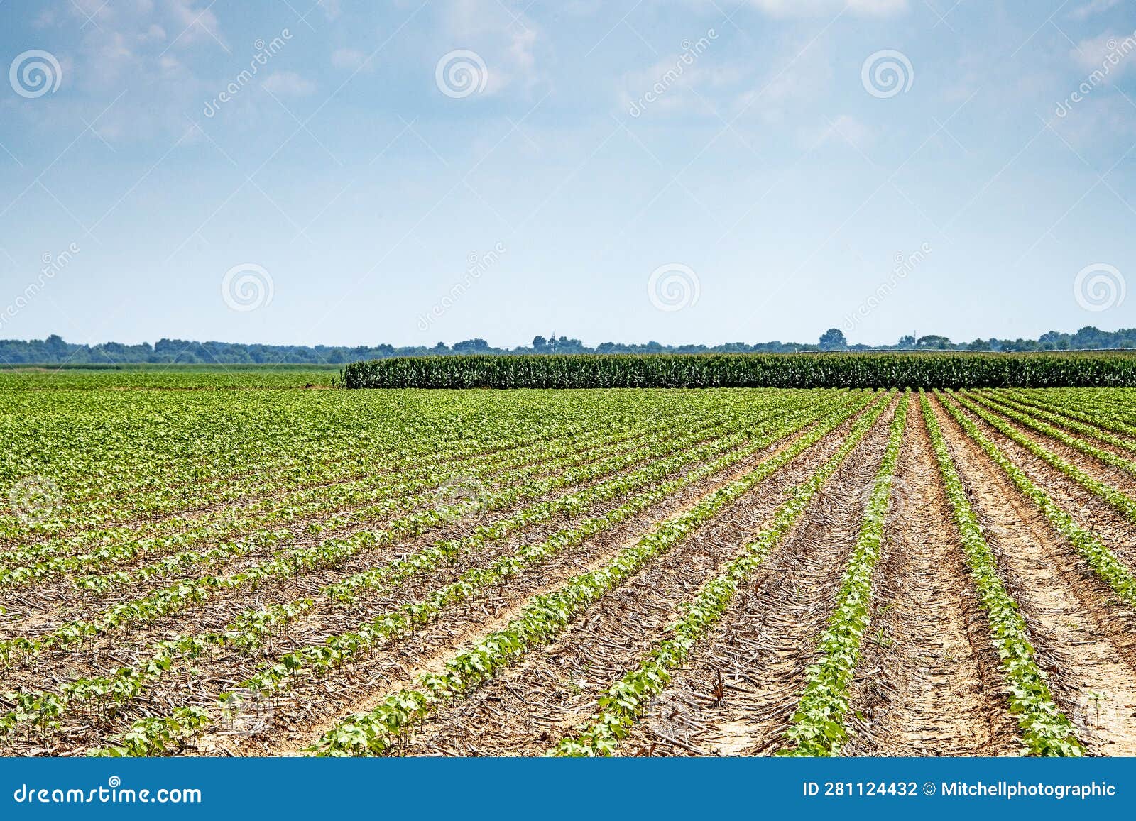 Row Crop Field in North Louisiana Stock Photo - Image of plants, green ...