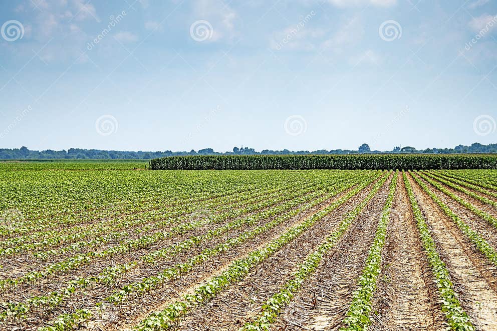 Row Crop Field in North Louisiana Stock Photo - Image of plants, green ...
