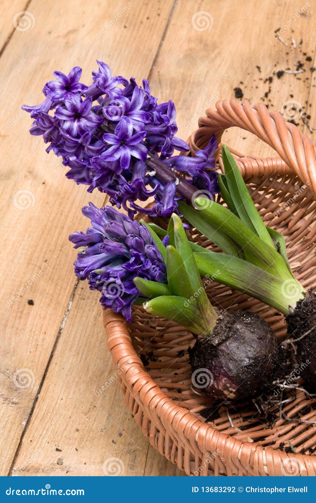 Spring Planting Hyacinths stock photo. Image of blooms - 13683292