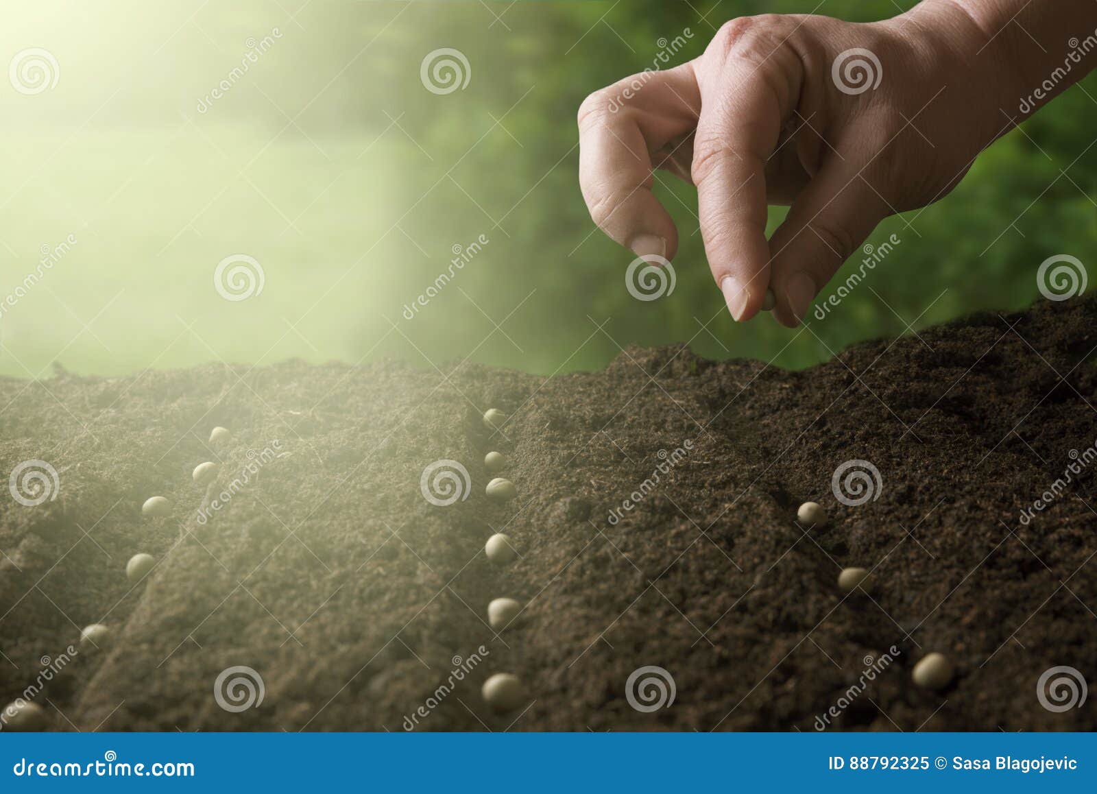 Spring planting plants stock image. Image of ground, agriculture - 88792325
