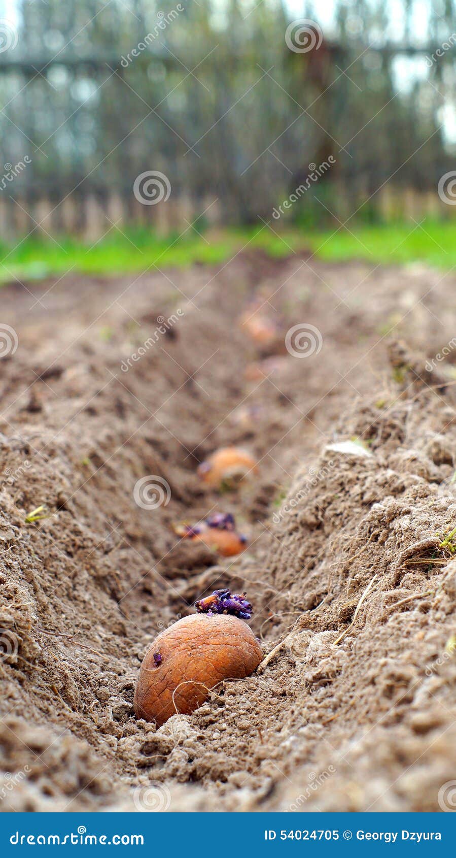 Spring Planting Potatoes in the Village Stock Image - Image of village ...