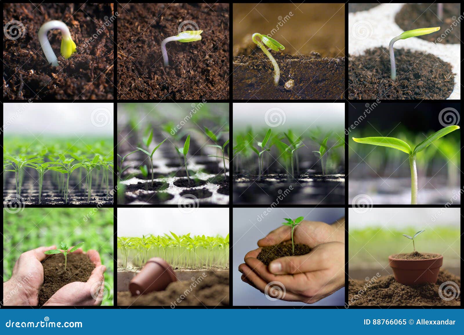 Spring Planting Seedlings, Gardening, Growing Vegetables Collage Stock ...