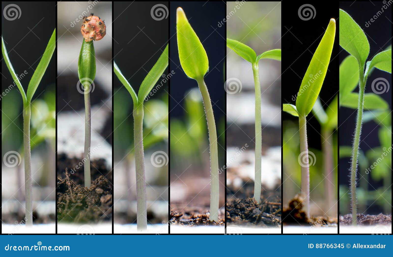 Spring Planting Seedlings, Gardening, Growing Vegetables Collage Stock ...