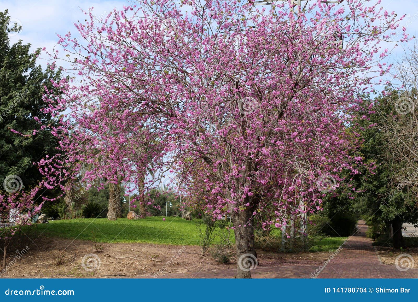 Spring Plants and Flowers in Israel Editorial Stock Image - Image of ...