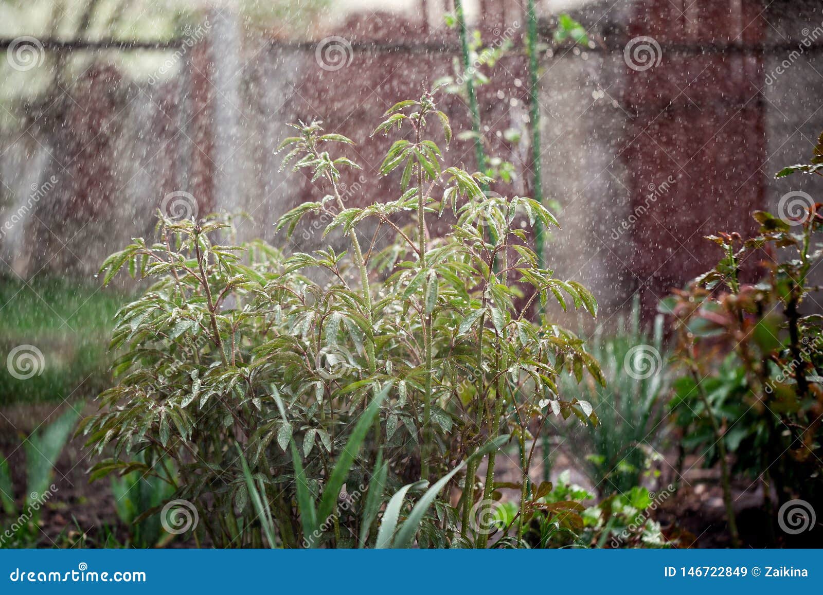 Spring Plants in the Garden in the Rain. Springtime Growth Concept ...