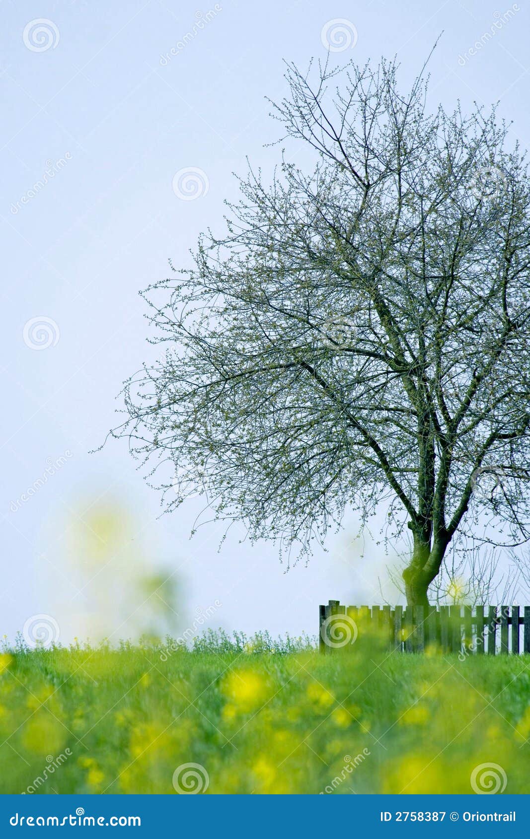 Spring plants and tree stock image. Image of fence, wheat - 2758387