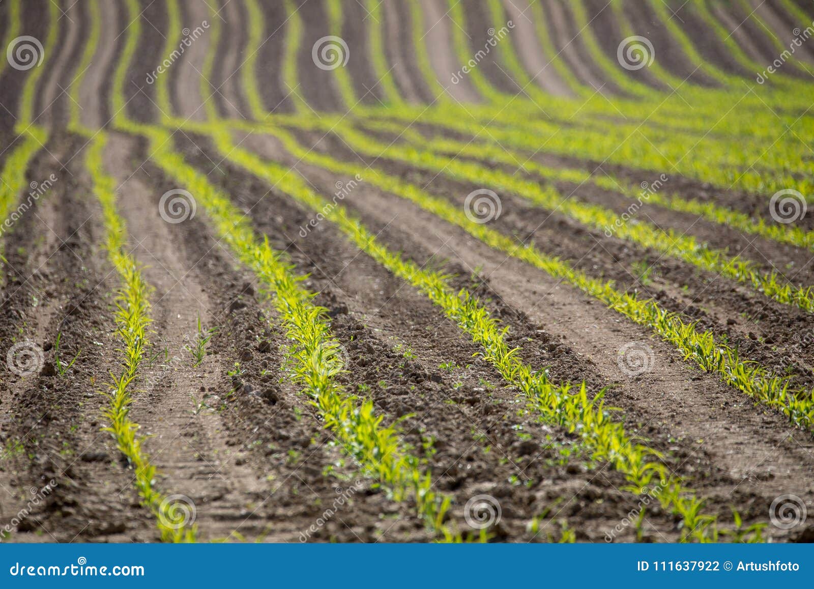 Spring plowed field curves stock photo. Image of plant - 111637922