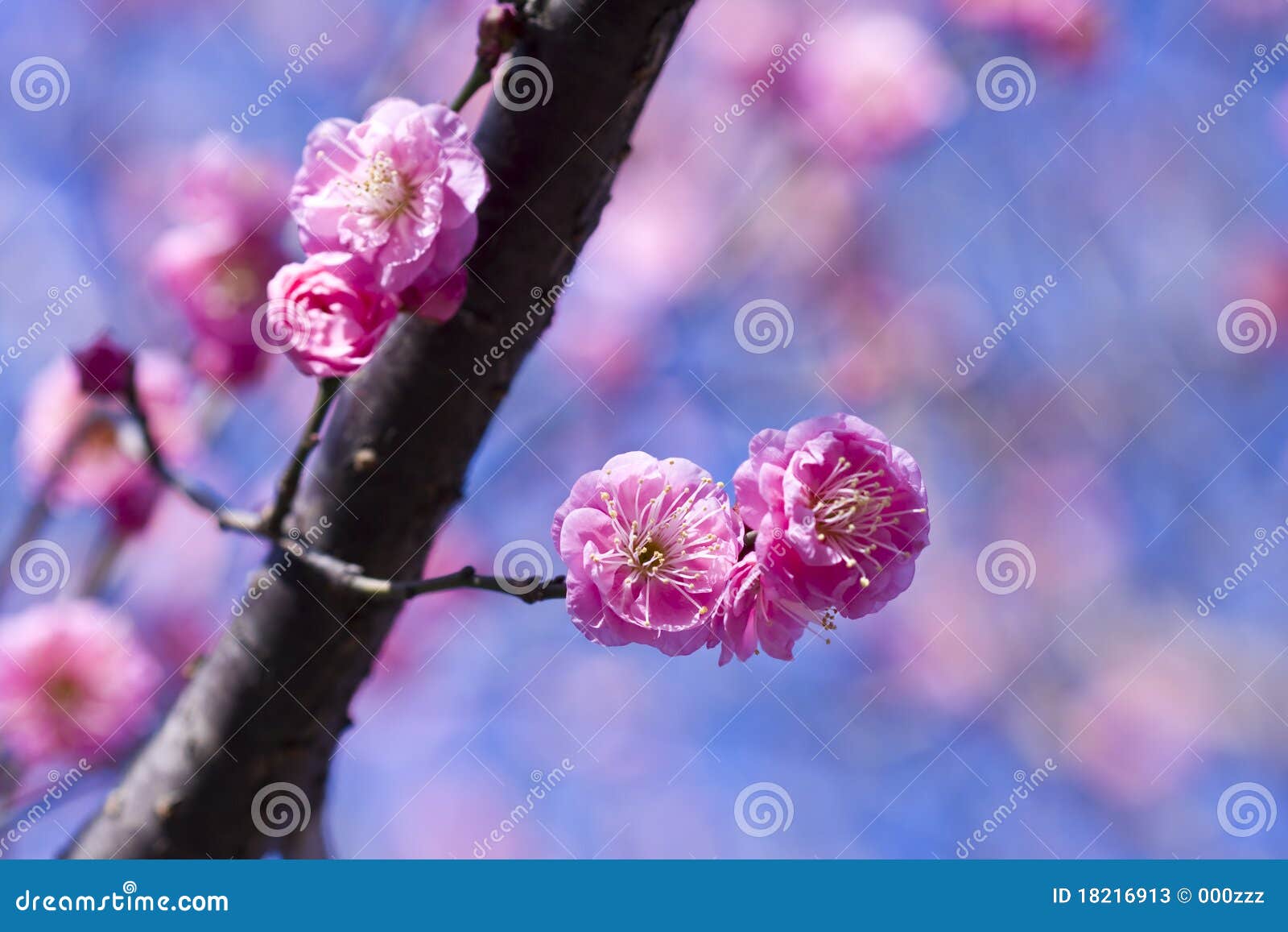 Spring Plum Blossom Branches Pink Flower Stock Image - Image of ...