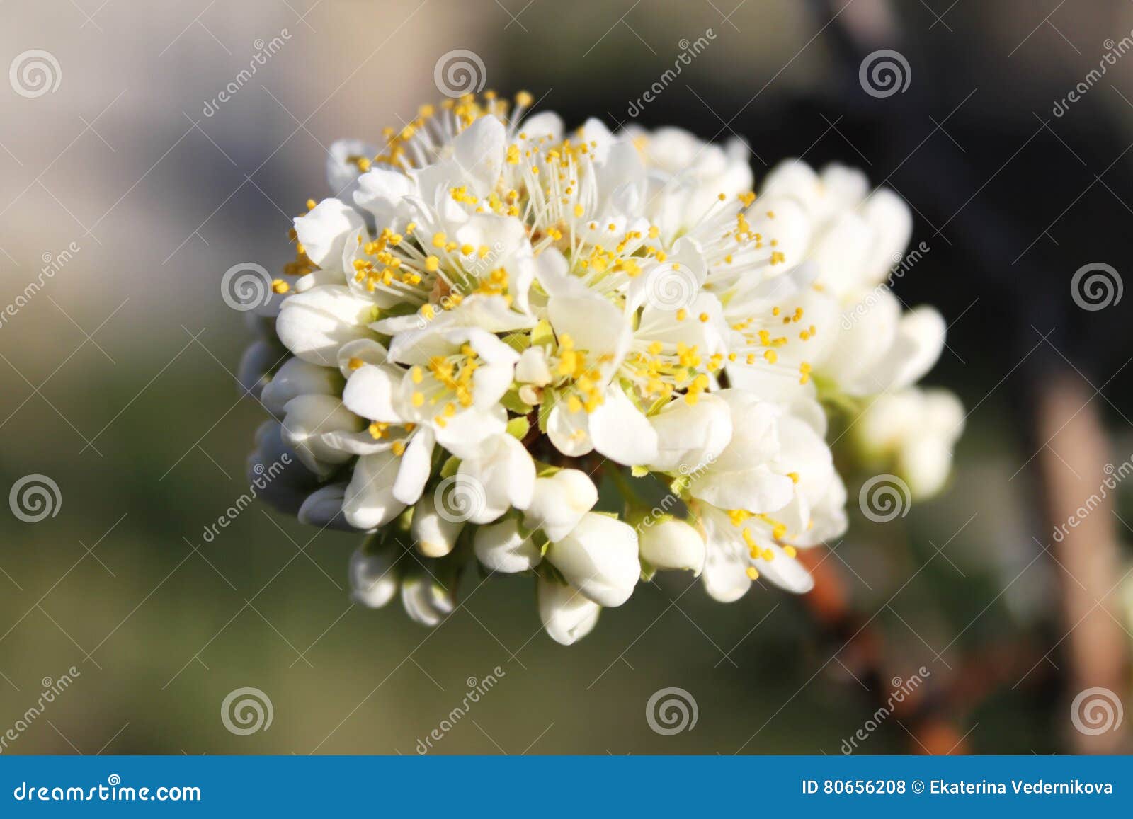 Spring plum blossom stock photo. Image of buds, flower - 80656208