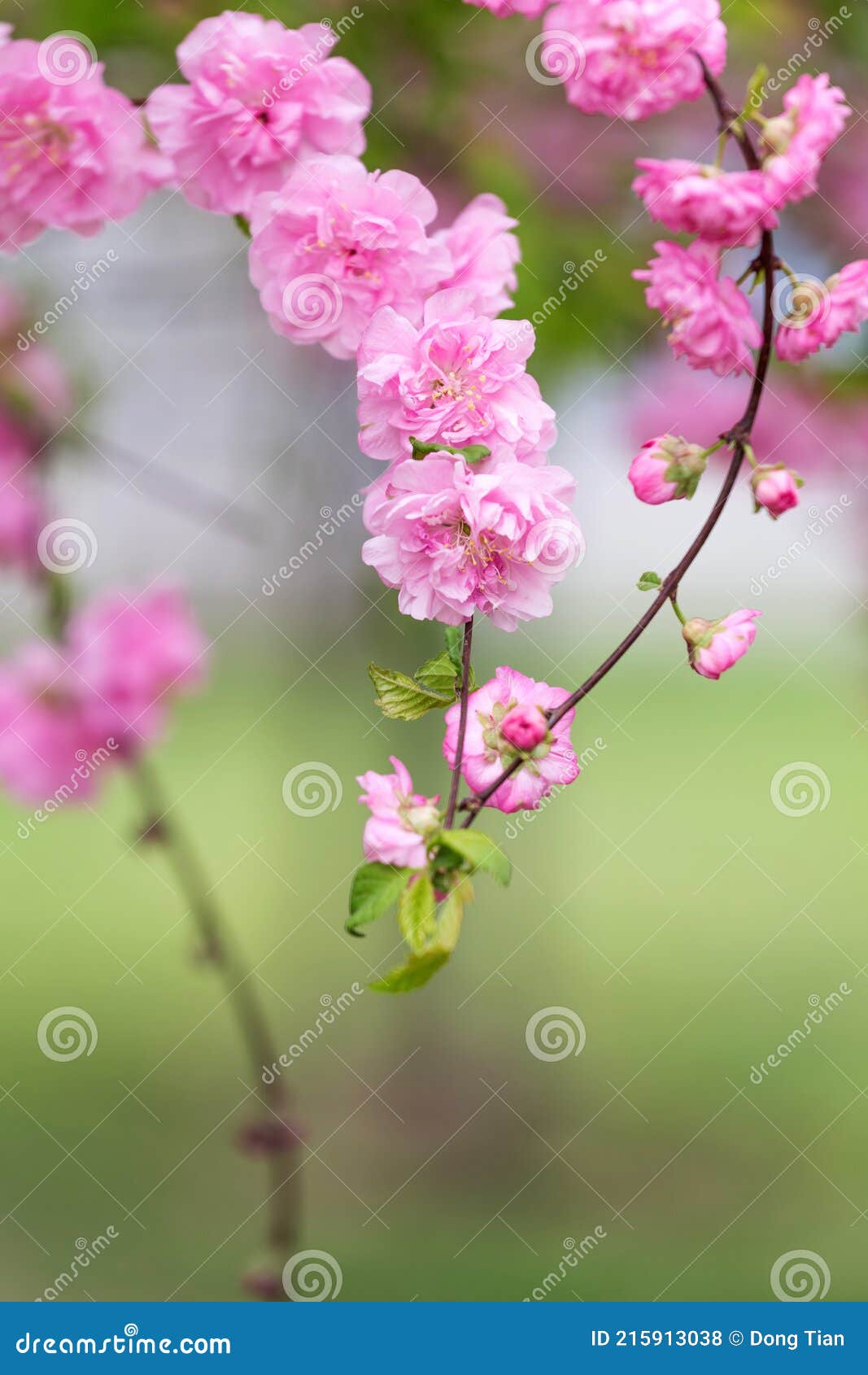 Double Plum Elm in Spring Bloom Stock Photo - Image of beautiful ...