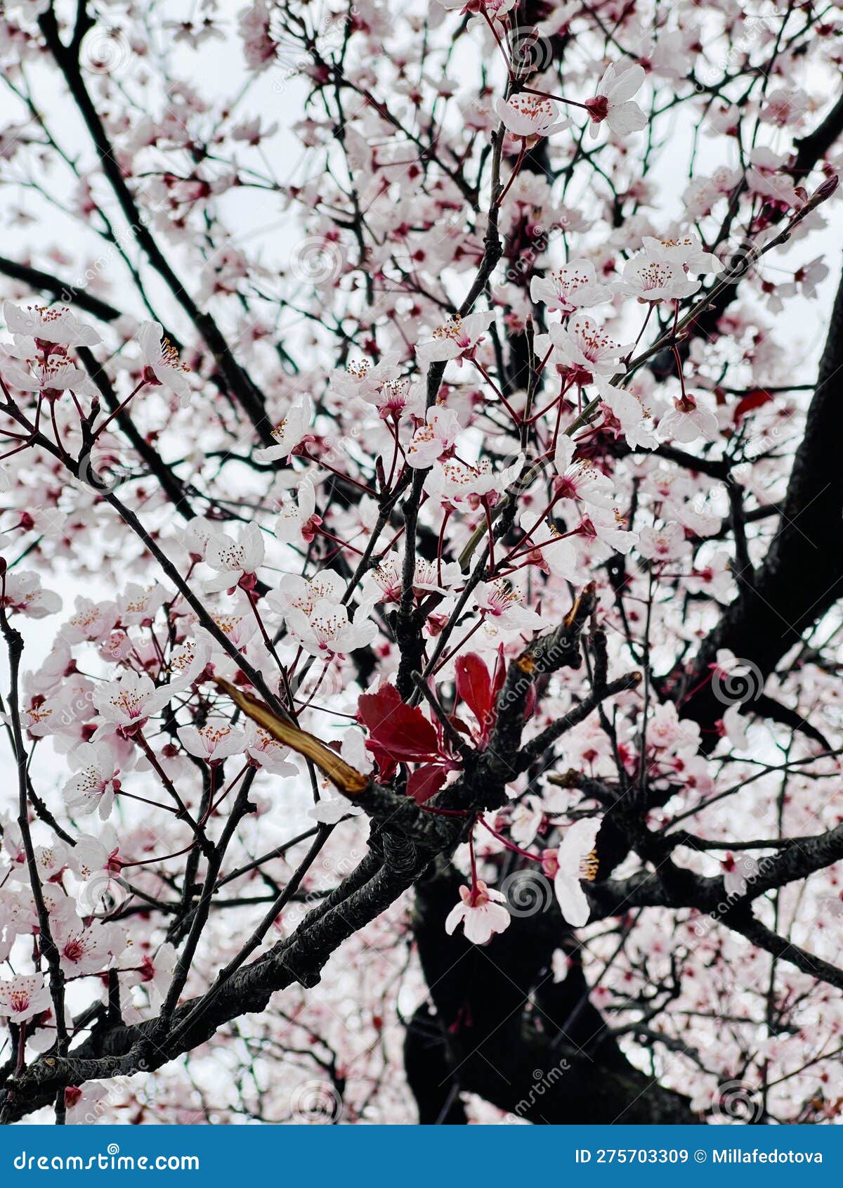 Spring Plum Flower Closeup, Springtime Background Stock Image - Image ...