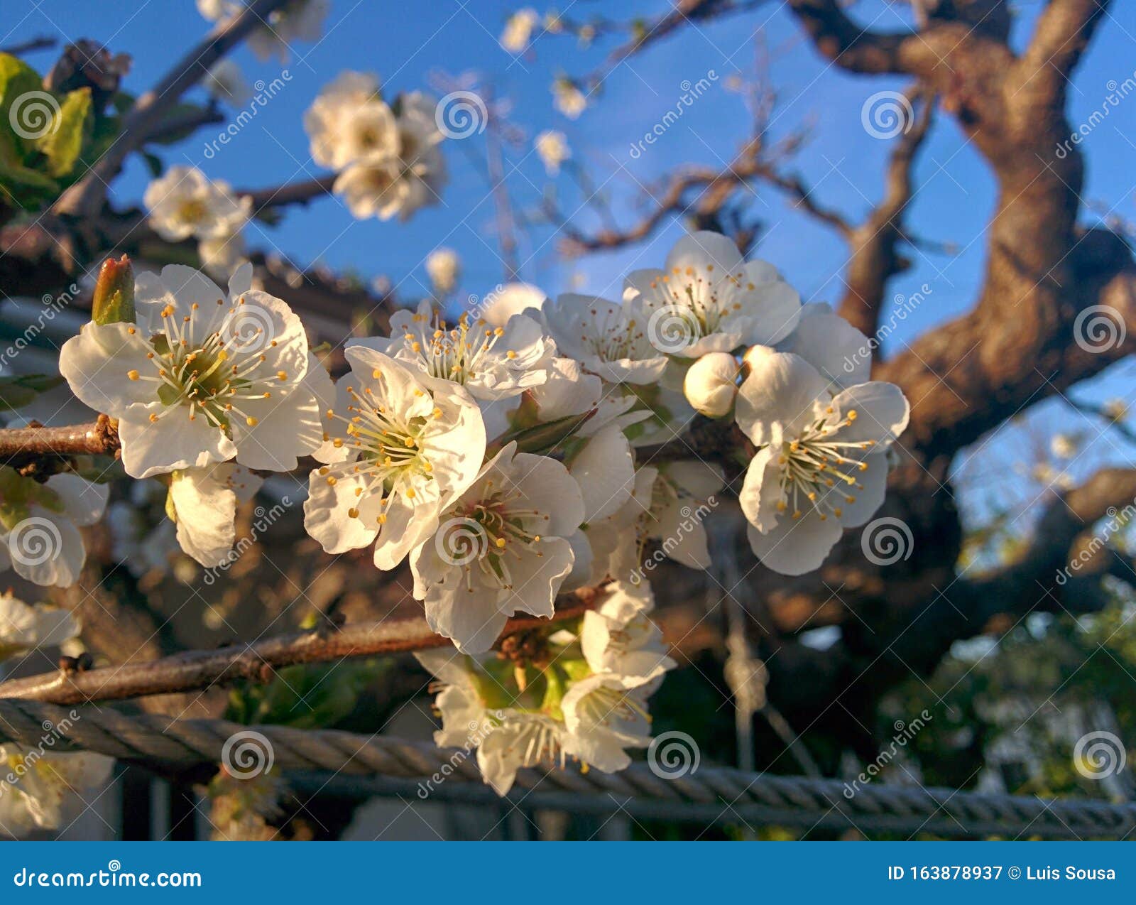 Spring Plum Flower stock image. Image of spring, garden - 163878937