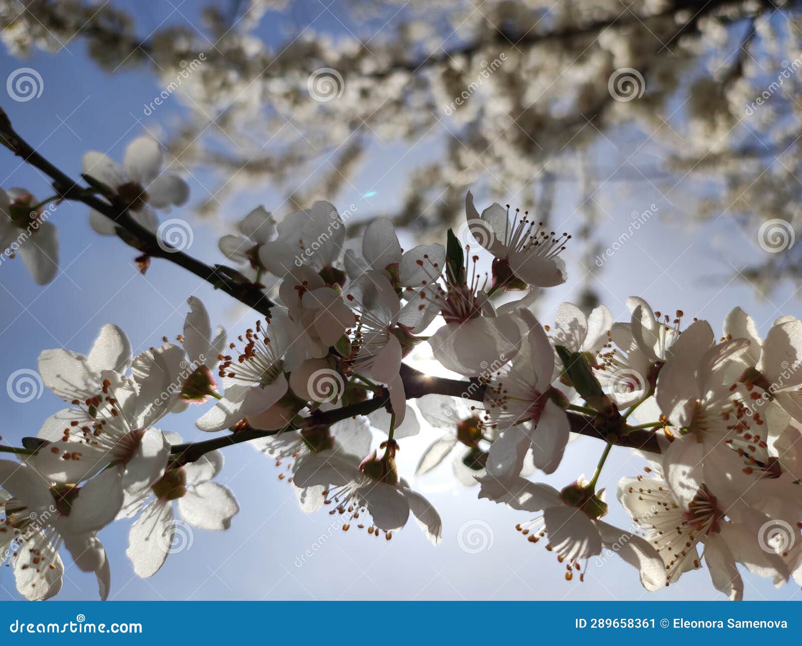 Spring Plum Tree Blossom Closeup Stock Image - Image of food, fruit ...