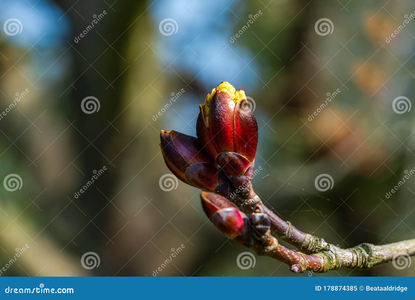 Spring pointed-maple bud stock image. Image of green - 178874385
