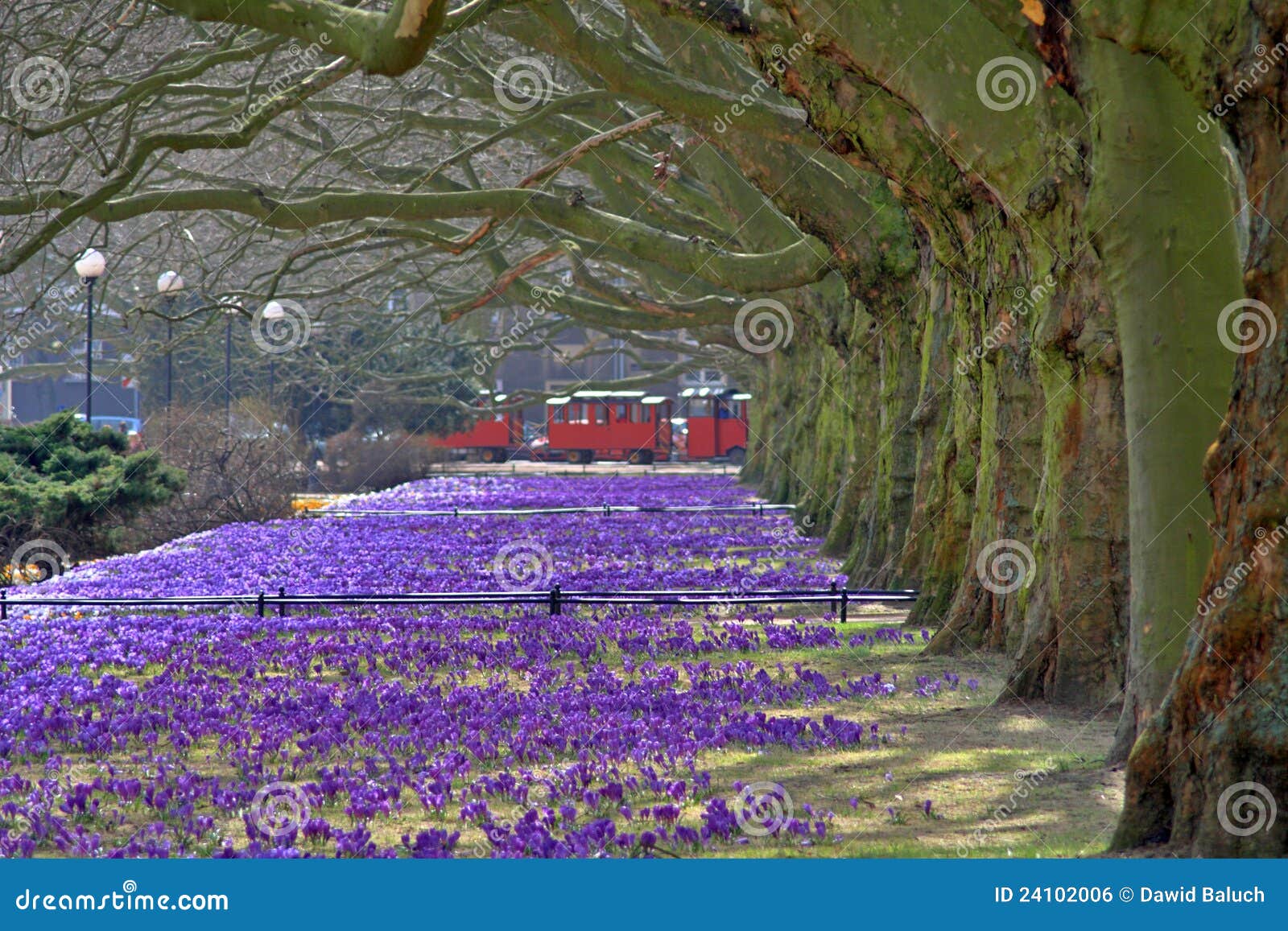 Spring in Poland stock photo. Image of flowers, spring - 24102006
