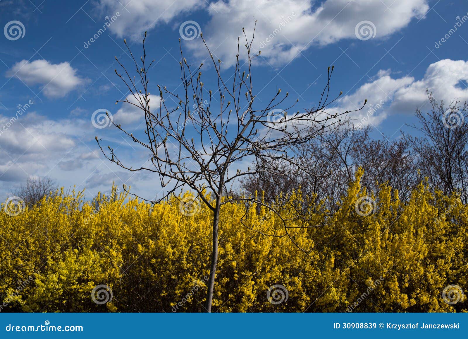 Spring in Poland. stock image. Image of peace, nature - 30908839