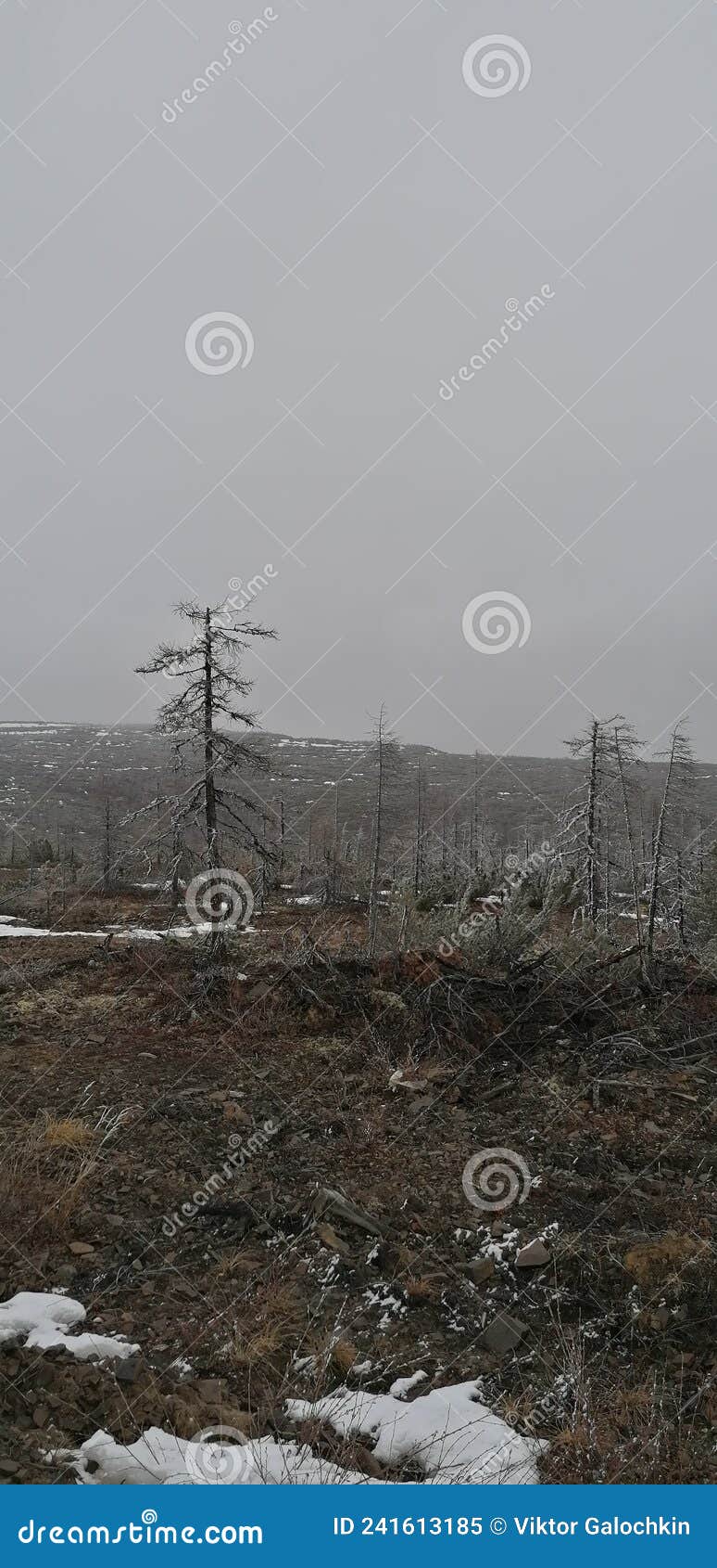 Spring in the Polar Region of Sakha Stock Image - Image of wetland ...