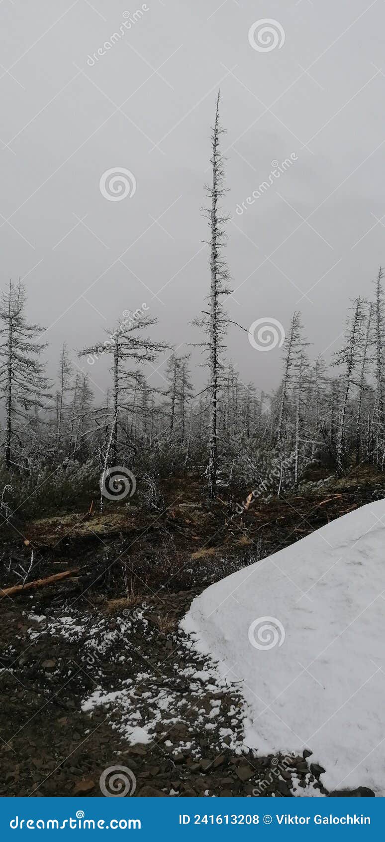 Spring in the Polar Region of Sakha Stock Photo - Image of polar, tree ...