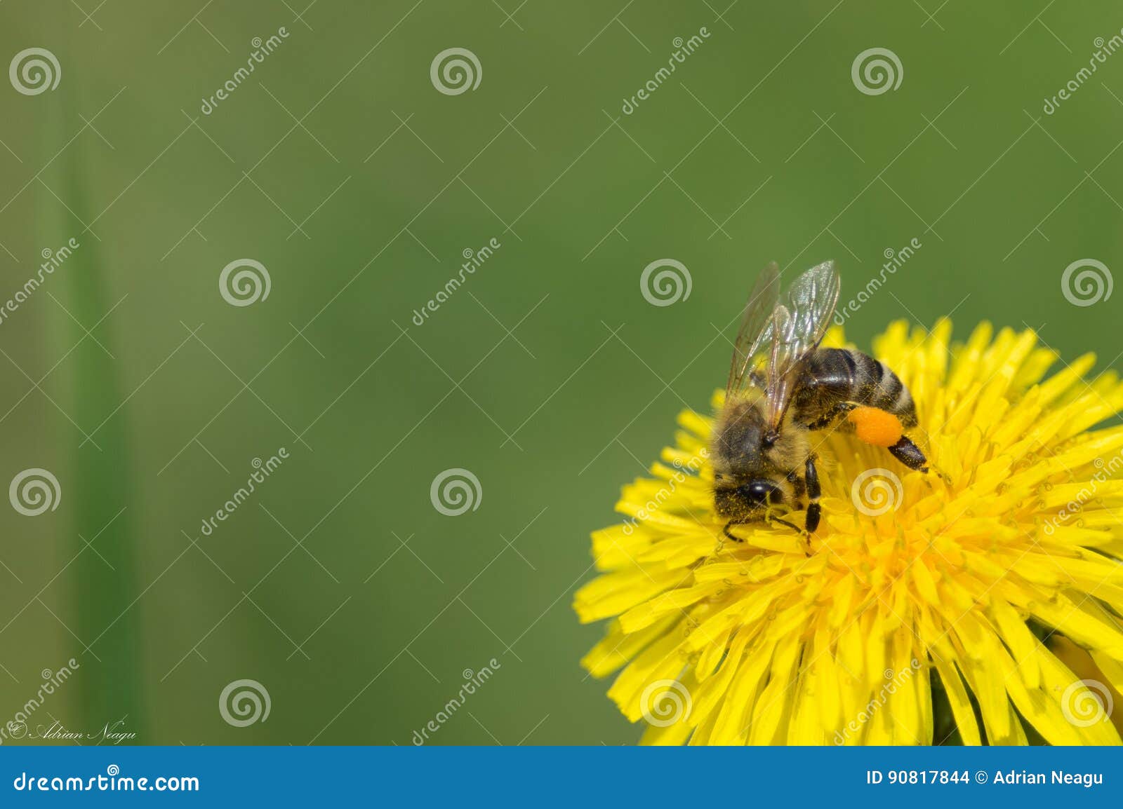 Spring pollination stock photo. Image of nature, dandelion - 90817844