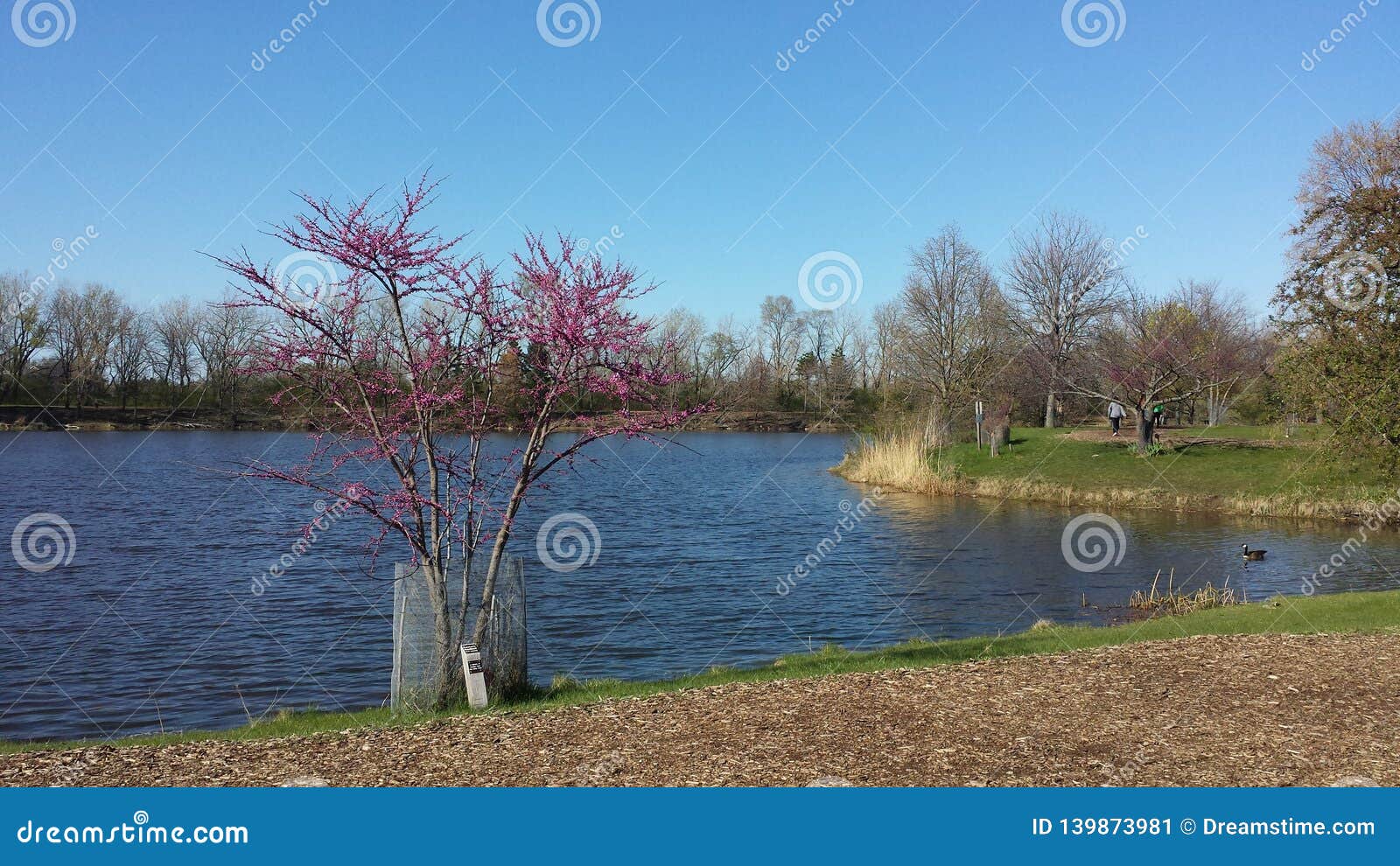 Spring pond in Illinois stock image. Image of trees - 139873981
