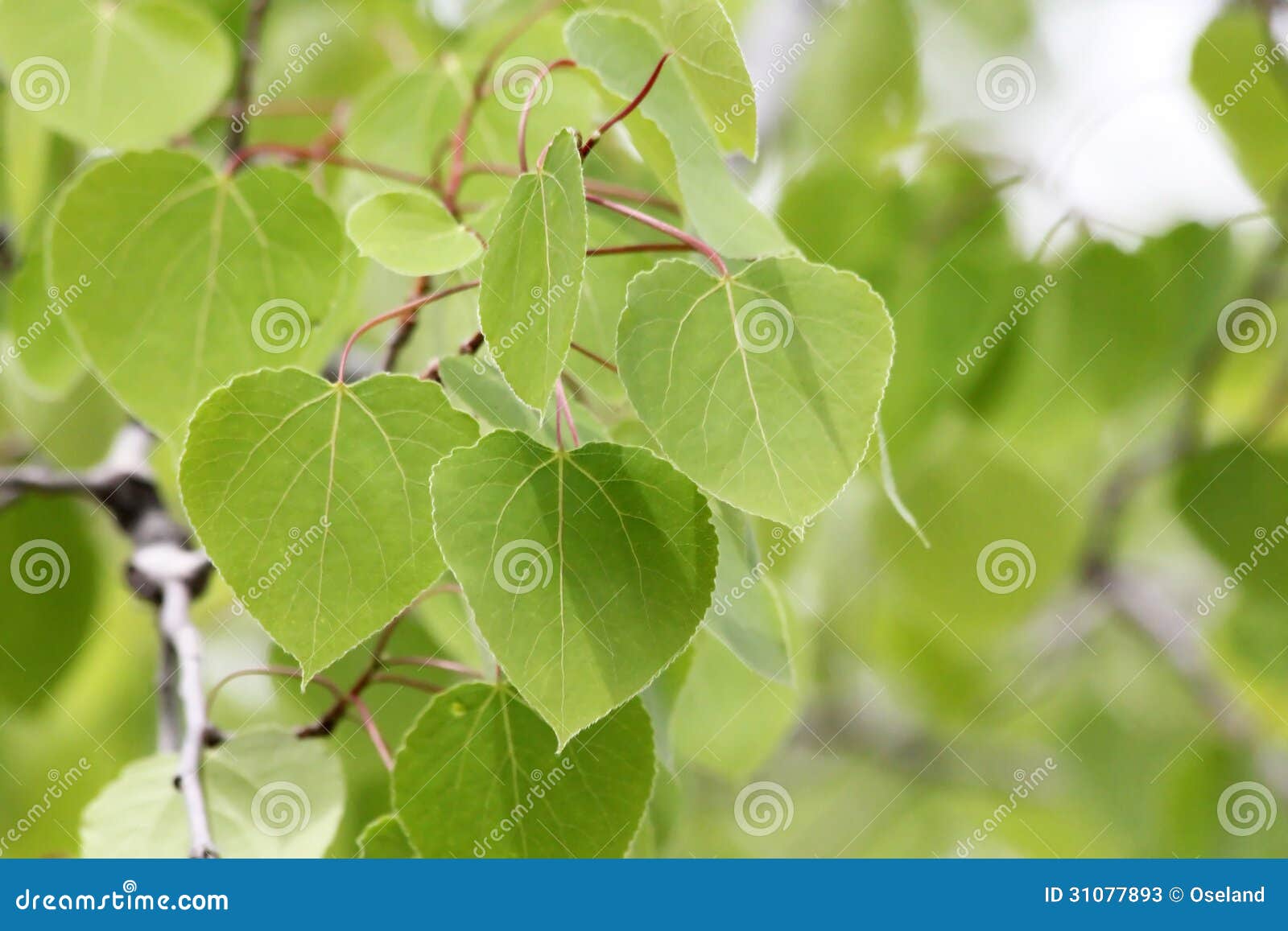 Spring Poplar Tree Background Stock Image - Image of leaf, closeup ...