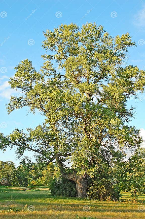 Spring poplar tree stock image. Image of rural, spring - 51261661