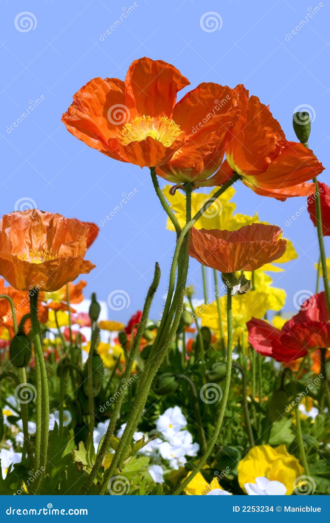 Spring poppies stock photo. Image of poppies, flowers - 2253234