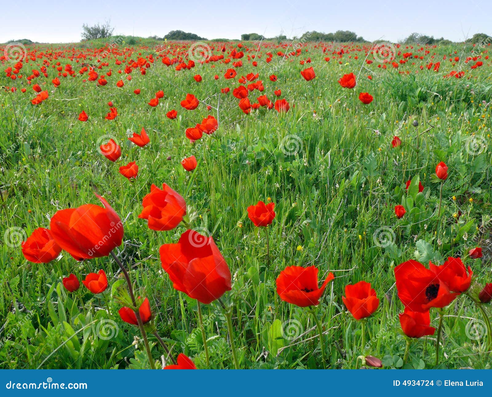 Spring poppies stock photo. Image of pattern, grass, field - 4934724