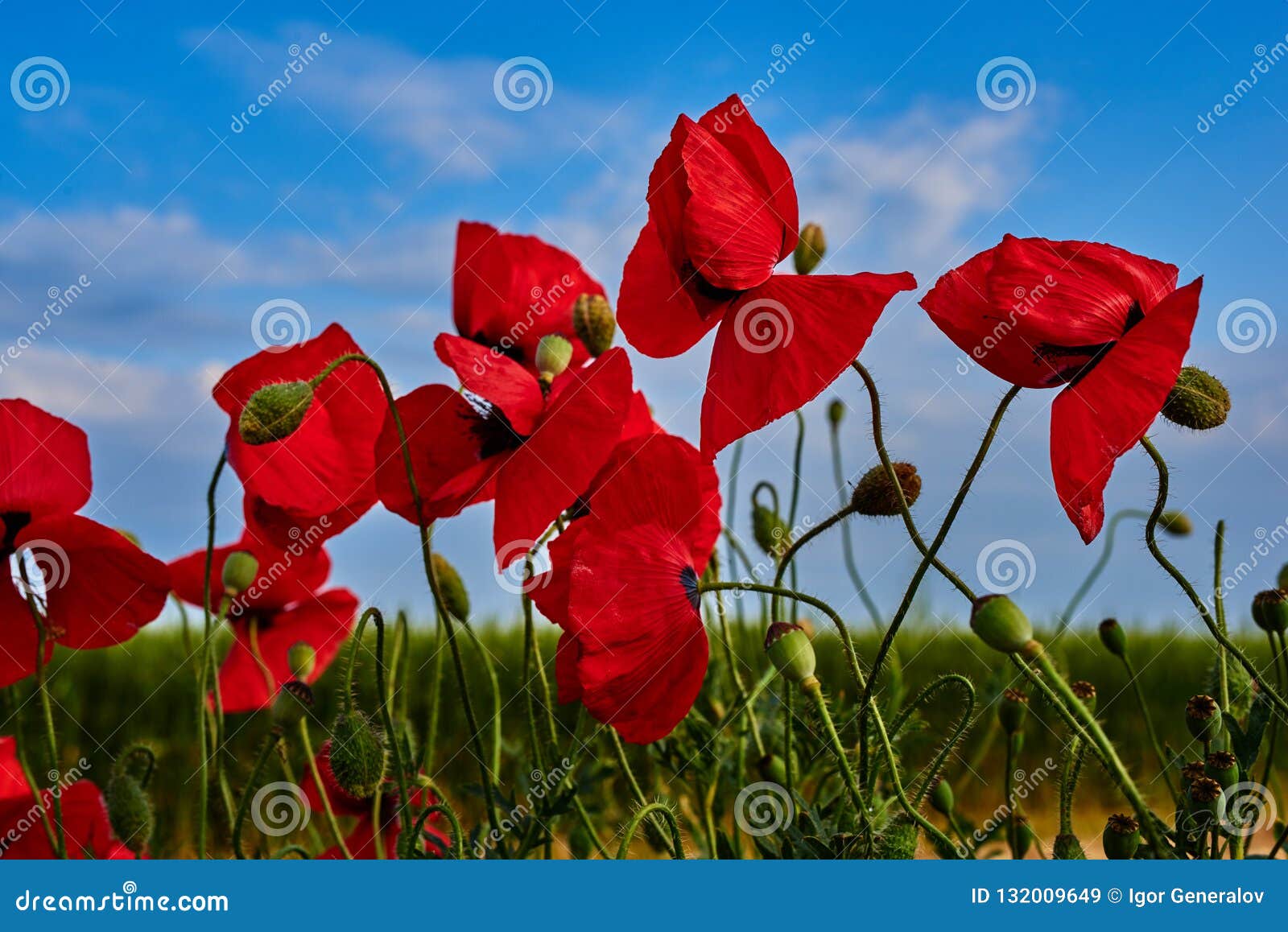 Spring poppies in Crimea stock image. Image of colors - 132009649