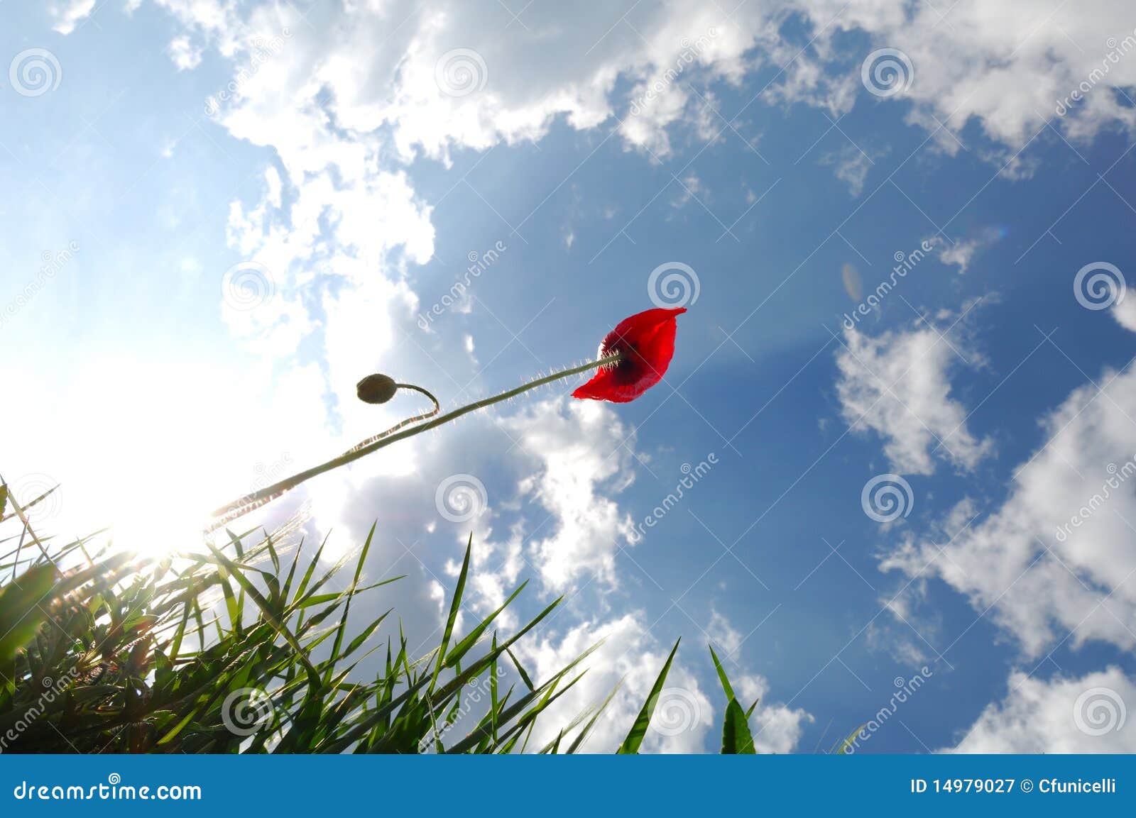 Spring poppy stock image. Image of field, flora, flowers - 14979027
