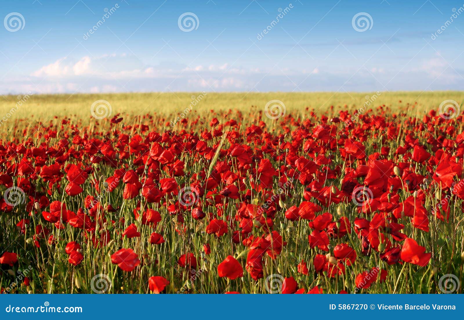Spring poppy field stock photo. Image of countryside, nature - 5867270