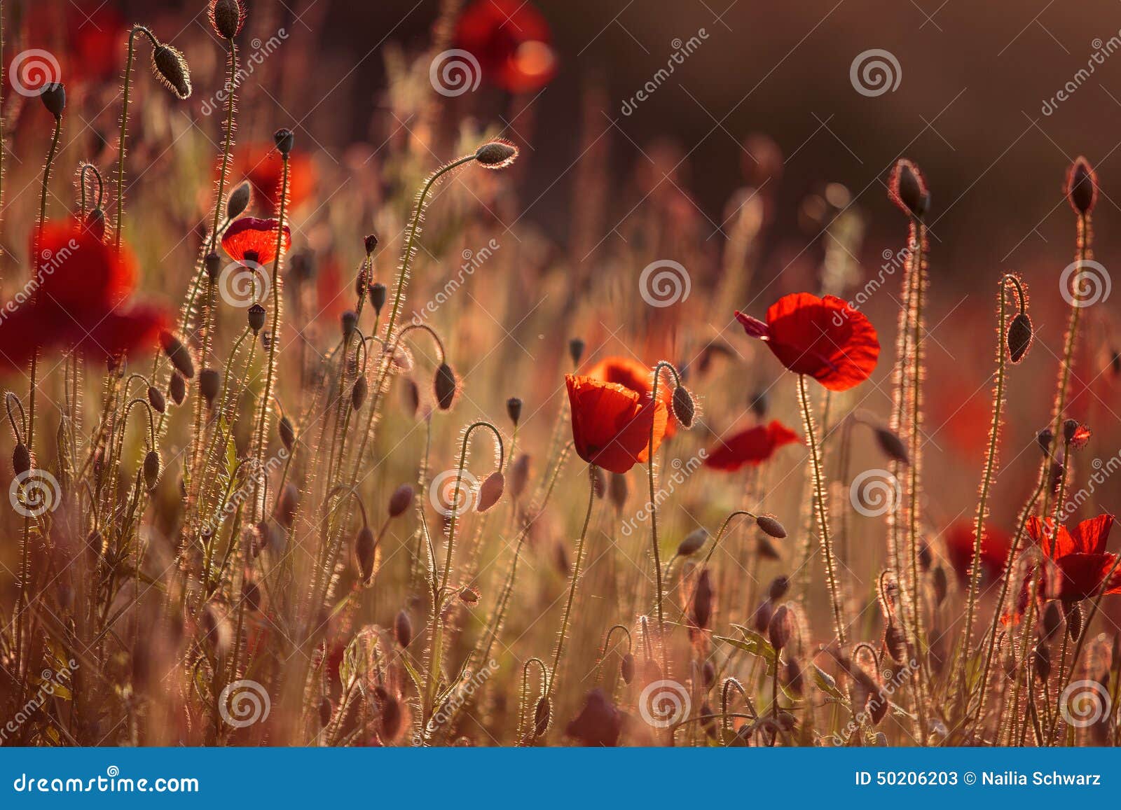 Spring Poppy Flowers stock image. Image of blossom, poppy - 50206203