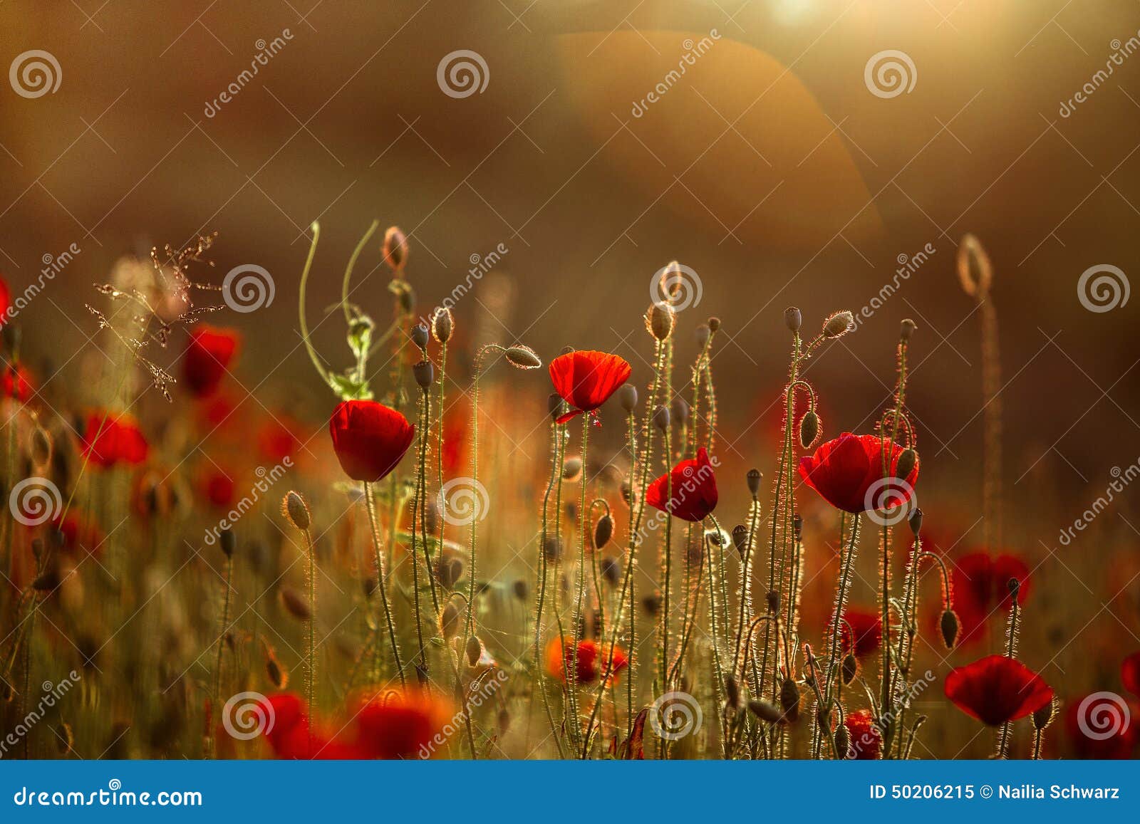 Spring Poppy Flowers stock image. Image of evening, field - 50206215