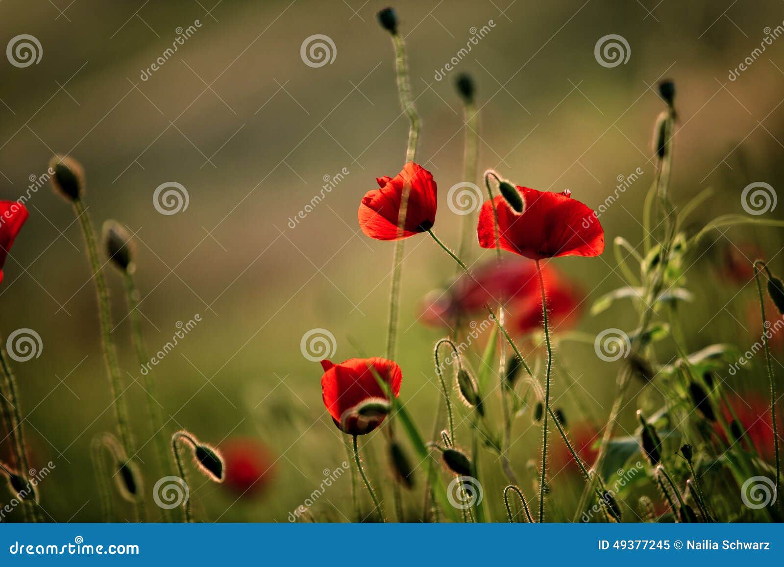 Spring Poppy Flowers stock image. Image of papaver, field - 49377245