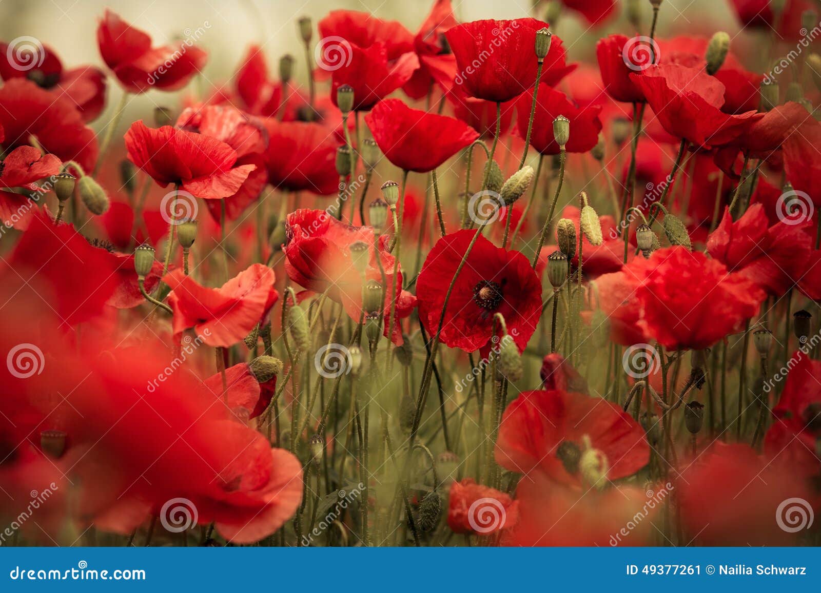 Spring Poppy Flowers stock image. Image of meadow, papaver - 49377261
