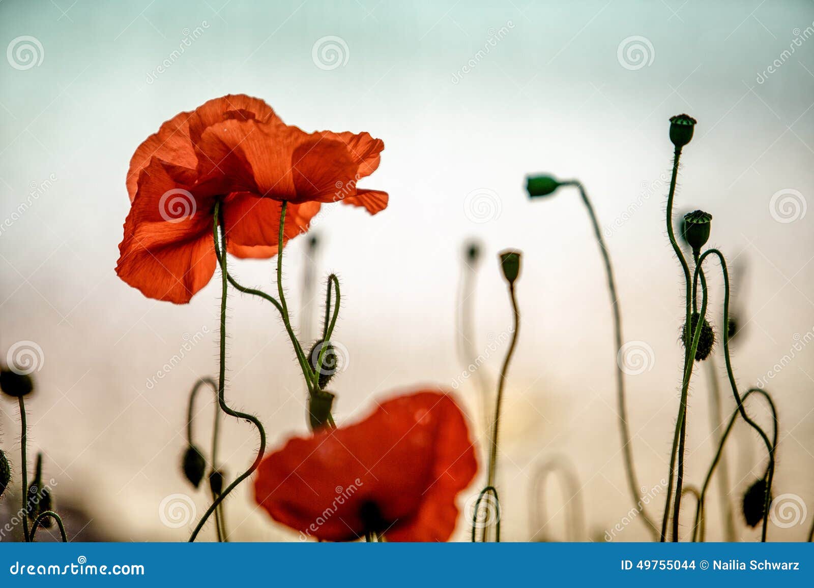 Spring Poppy Flowers stock photo. Image of blossom, spring - 49755044