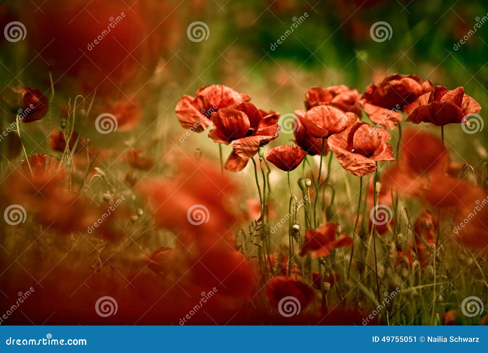 Spring Poppy Flowers stock image. Image of pasture, flower - 49755051