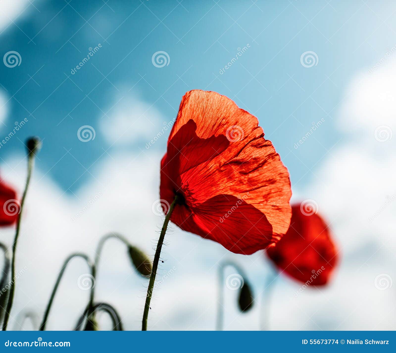Spring Poppy Flowers stock photo. Image of corn, spring - 55673774