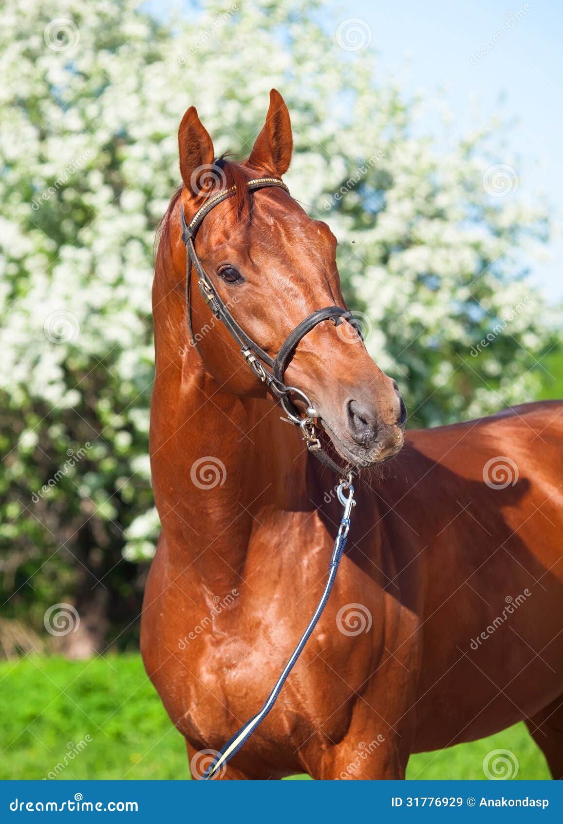 Spring Portrait of Chestnut Trakehner Stallion Stock Image - Image of ...