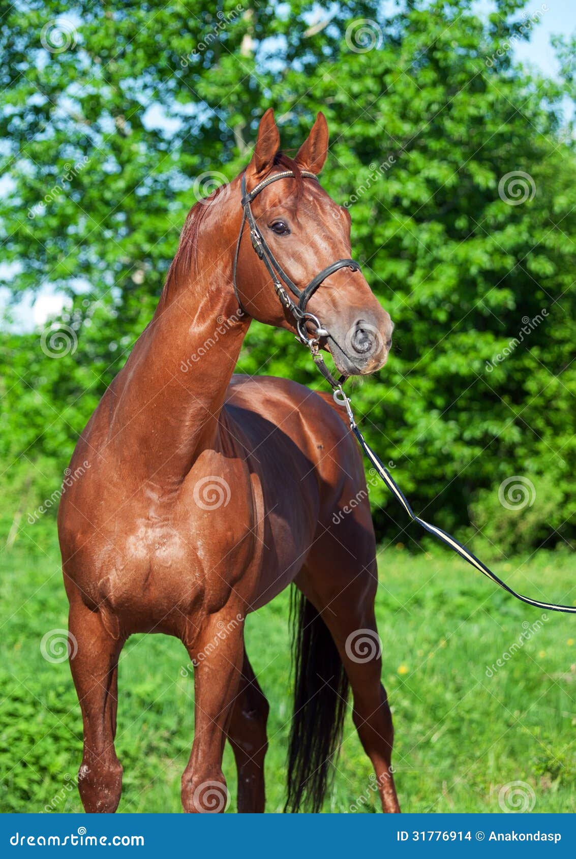 Spring Portrait of Chestnut Trakehner Stallion Stock Photo - Image of ...