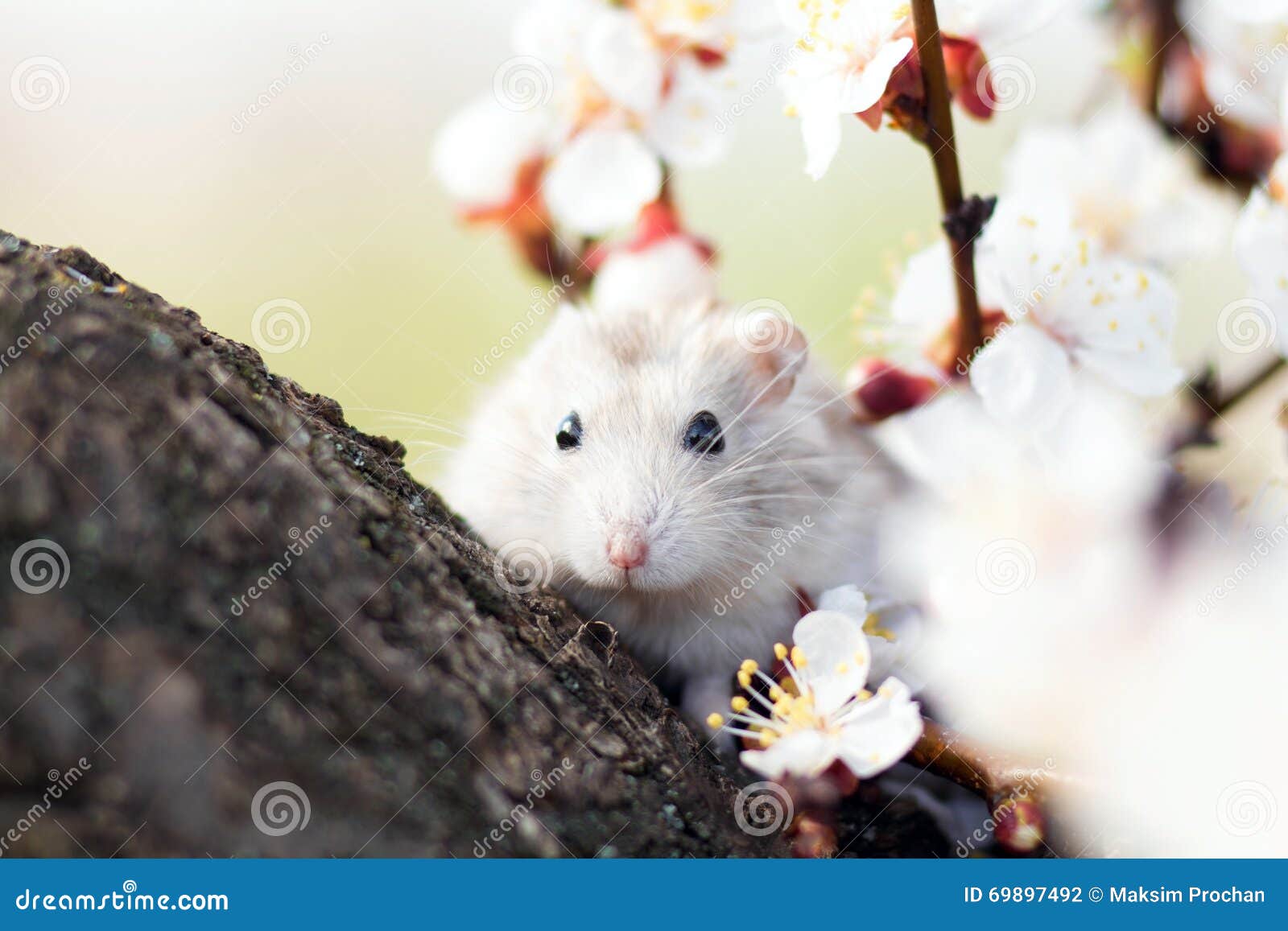 Spring Portrait of Jungar Hamster Stock Photo - Image of mustache ...