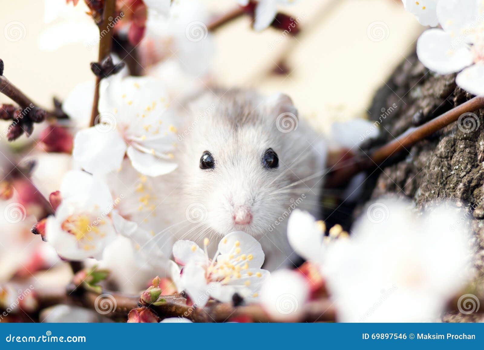 Spring Portrait of Jungar Hamster Stock Photo - Image of tiny, cheeks ...